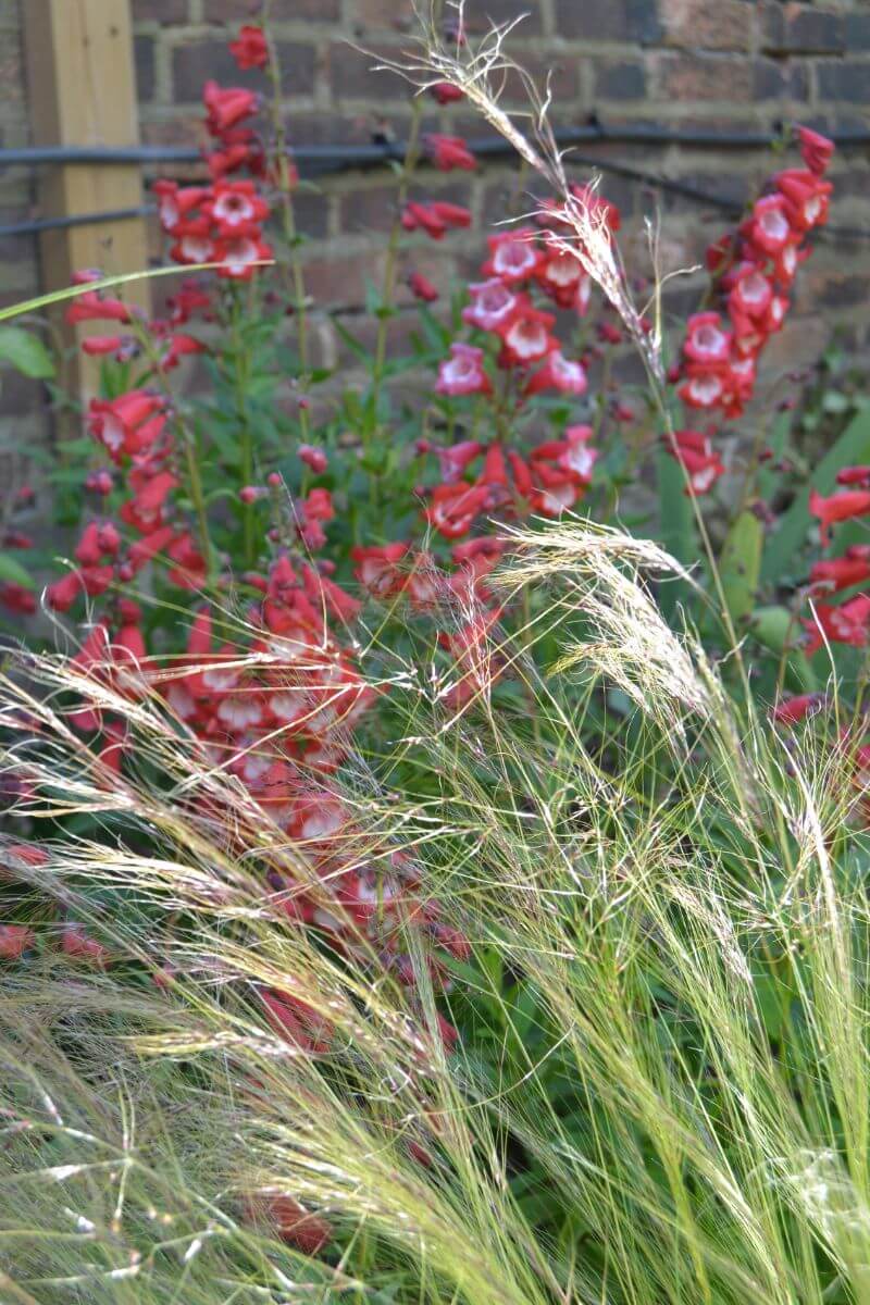 Helen Birch Garden Design - Design - Planting - Aftercare