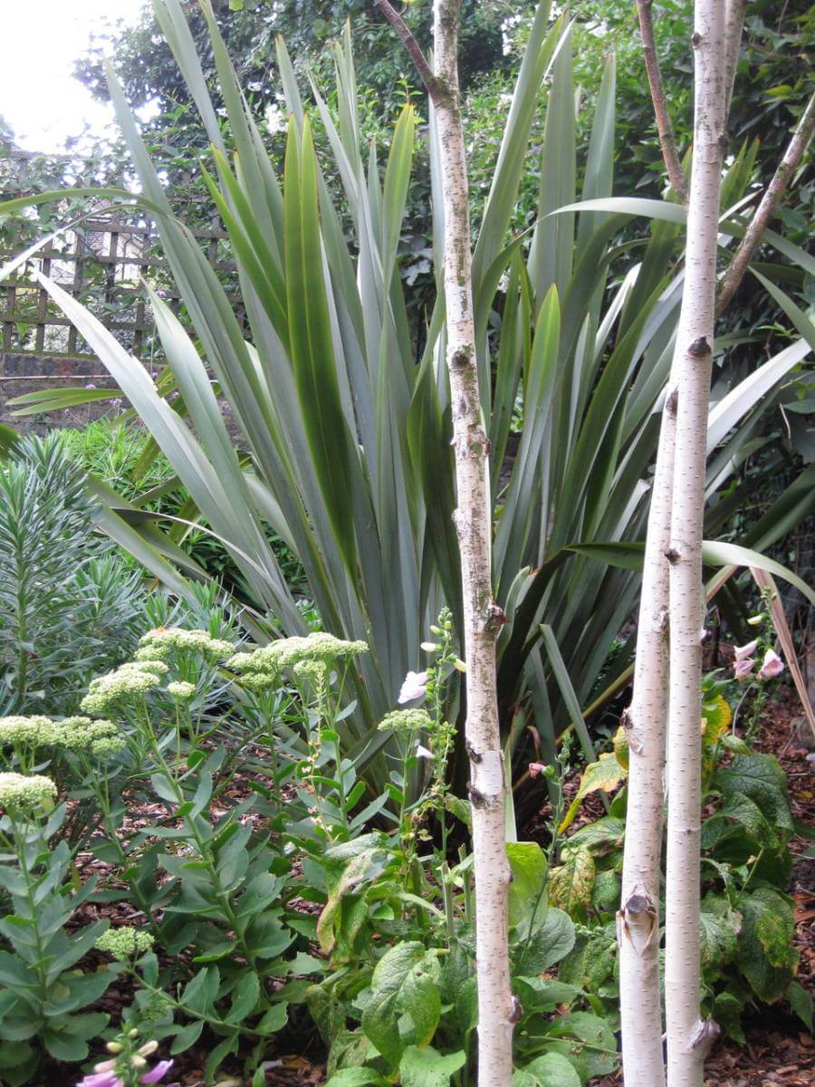 Helen Birch Garden Design - Design - Planting - Aftercare